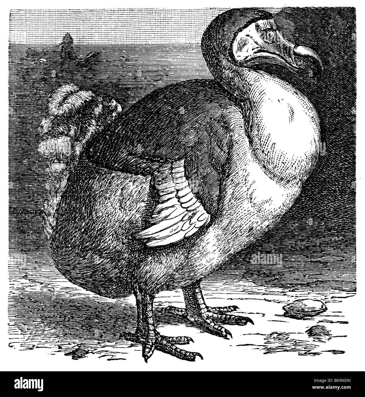 Dodo oiseau raphus cucullatus Banque d'images noir et blanc - Alamy