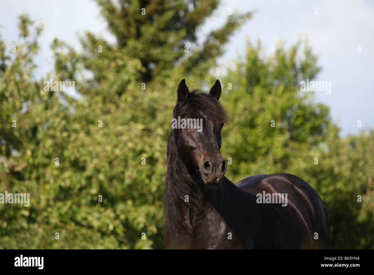 Connemara horse Banque de photographies et d’images à haute résolution ...