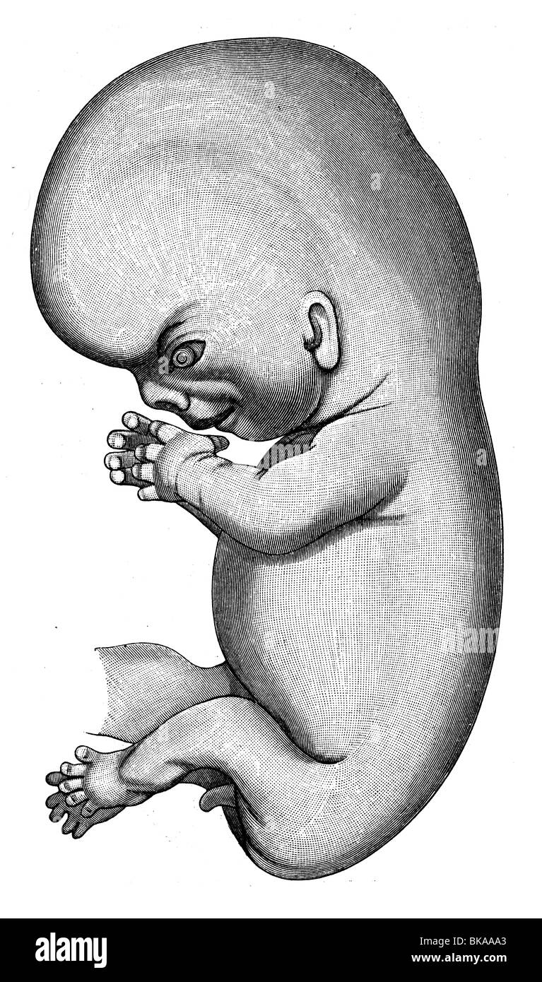 Embryonic period Banque de photographies et d’images à haute résolution ...