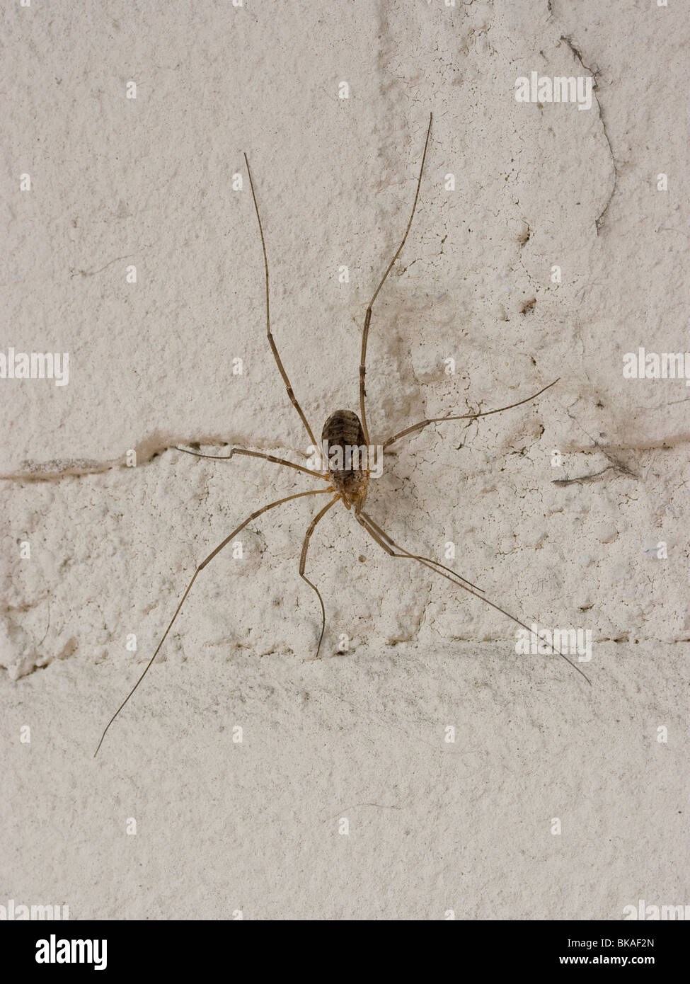 Autotomie de moissonneur Banque de photographies et d’images à haute ...