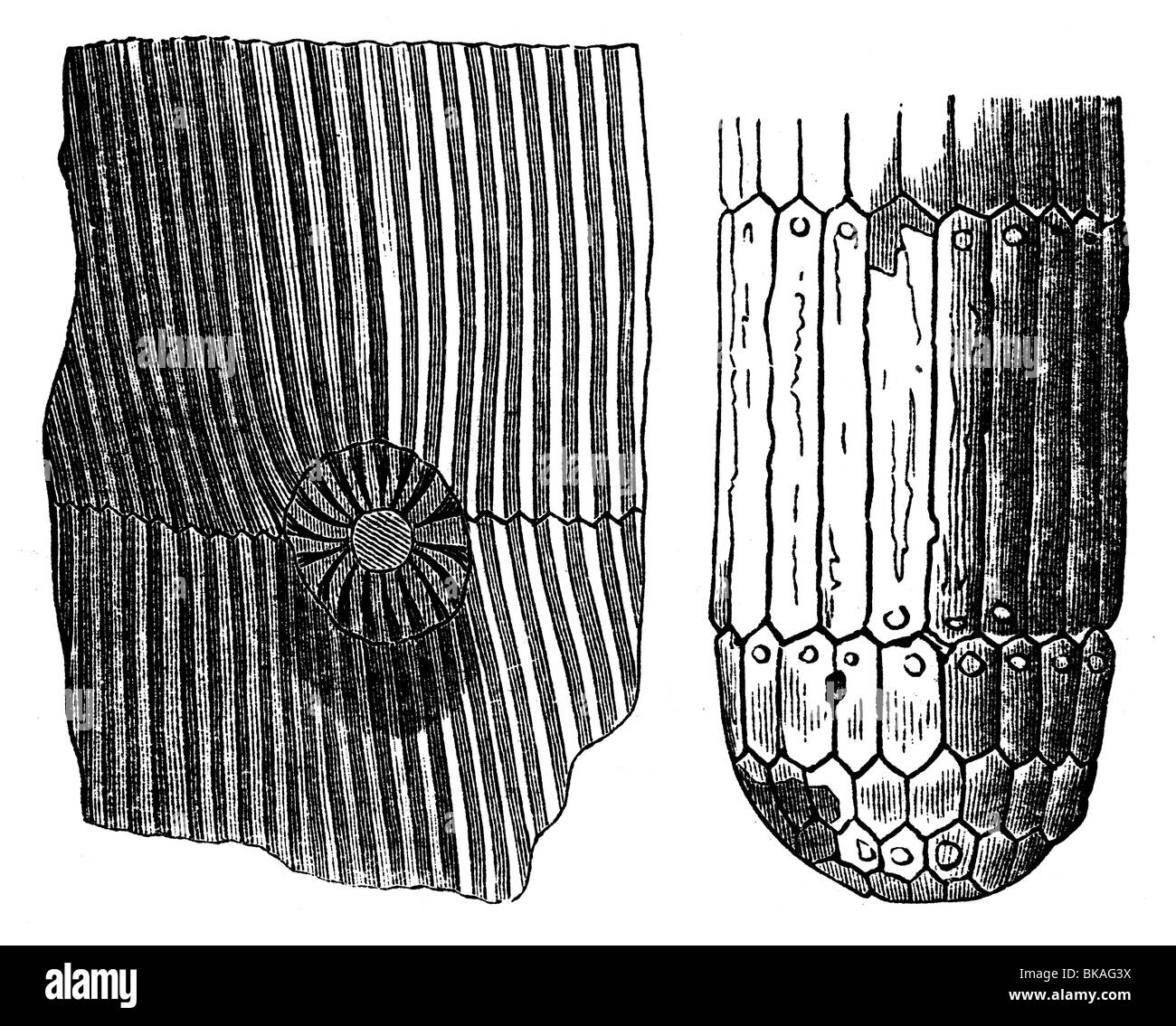 Extinct tree Banque d'images noir et blanc - Alamy