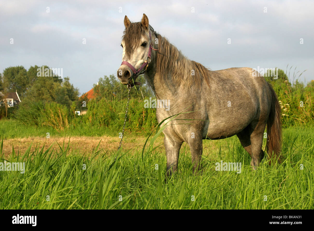 Le cheval gris Banque de photographies et d’images à haute résolution ...