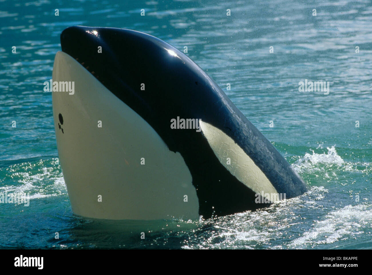 Free willy 3 Banque de photographies et d’images à haute résolution - Alamy