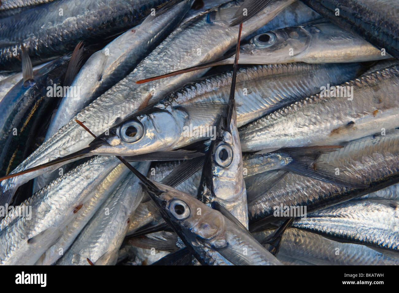 Tôt le matin de captures de needlefish à vendre street market Soufriere ...