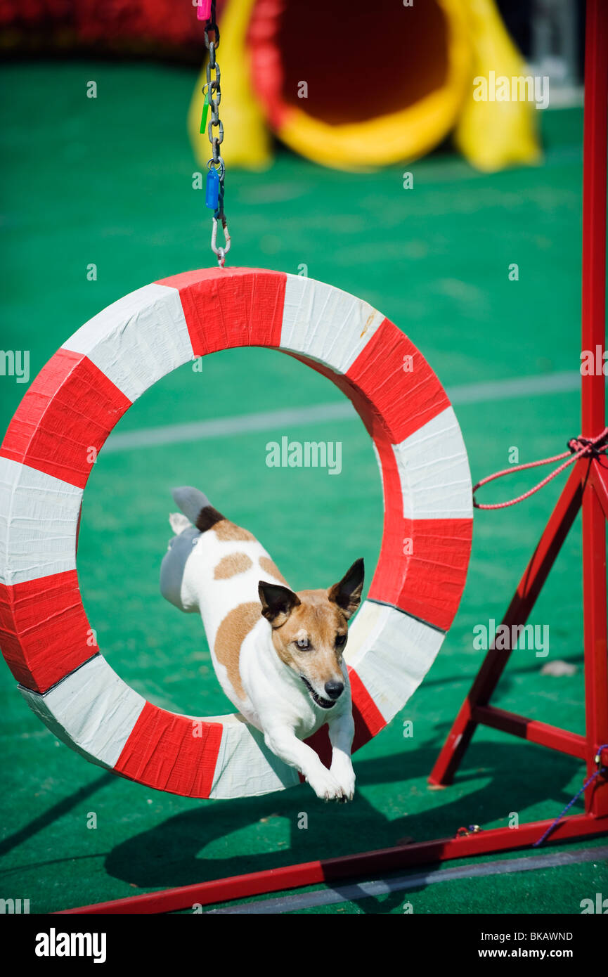 Dog race course à obstacles Whistler Mountain Resort lieu des Jeux ...