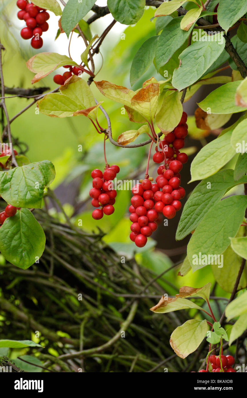 Baies de schisandra chinensis Banque de photographies et d’images à ...