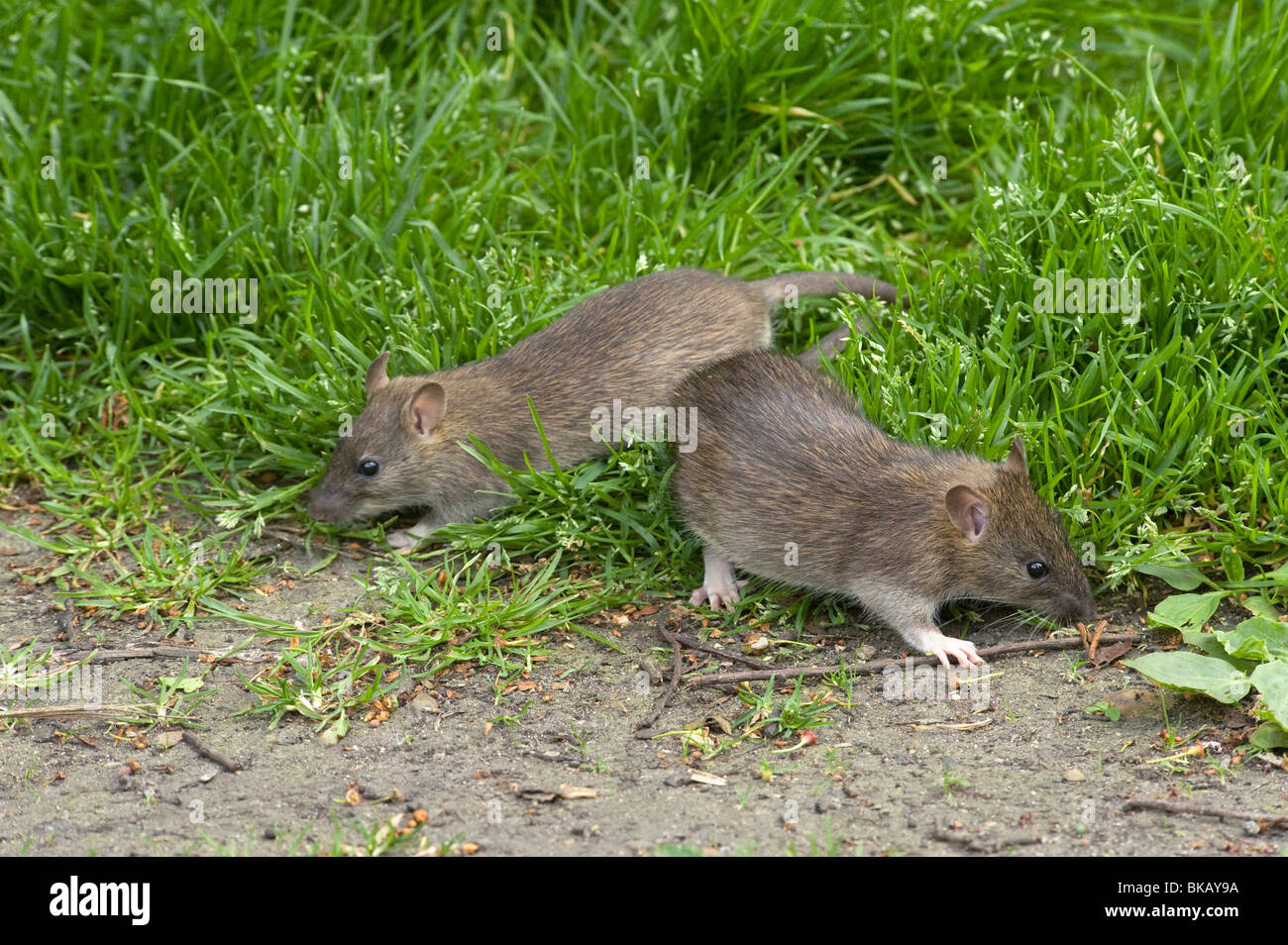Rat baby Banque de photographies et d’images à haute résolution - Alamy