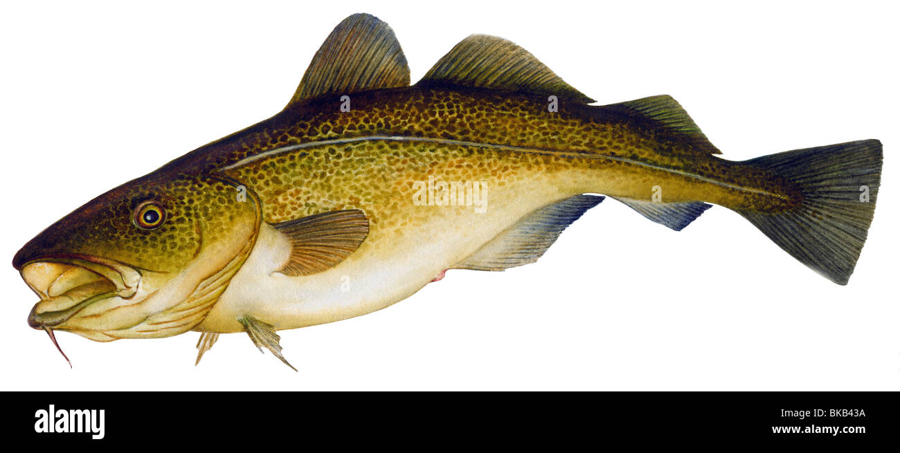 Dessin poisson Banque de photographies et d’images à haute résolution ...