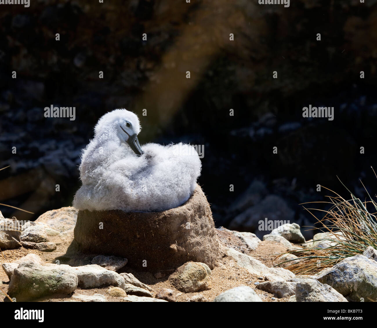 Albatros de nidification Banque de photographies et d’images à haute ...