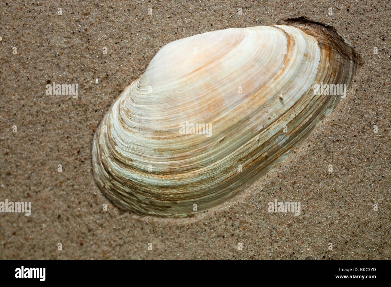Mye (Mya arenaria), shell sur le sable Photo Stock - Alamy