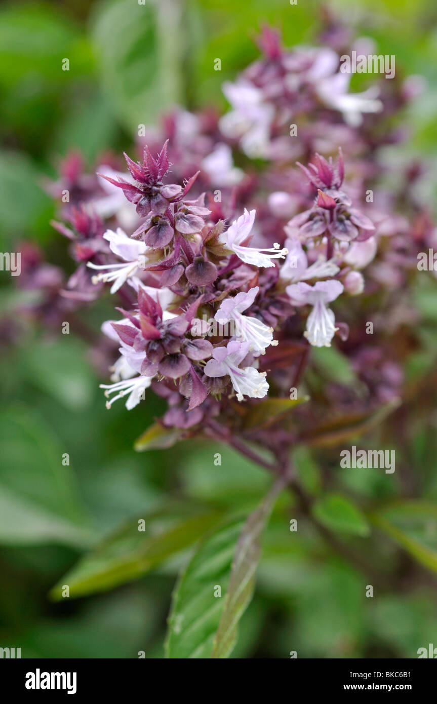 Siam queen Banque de photographies et d’images à haute résolution - Alamy