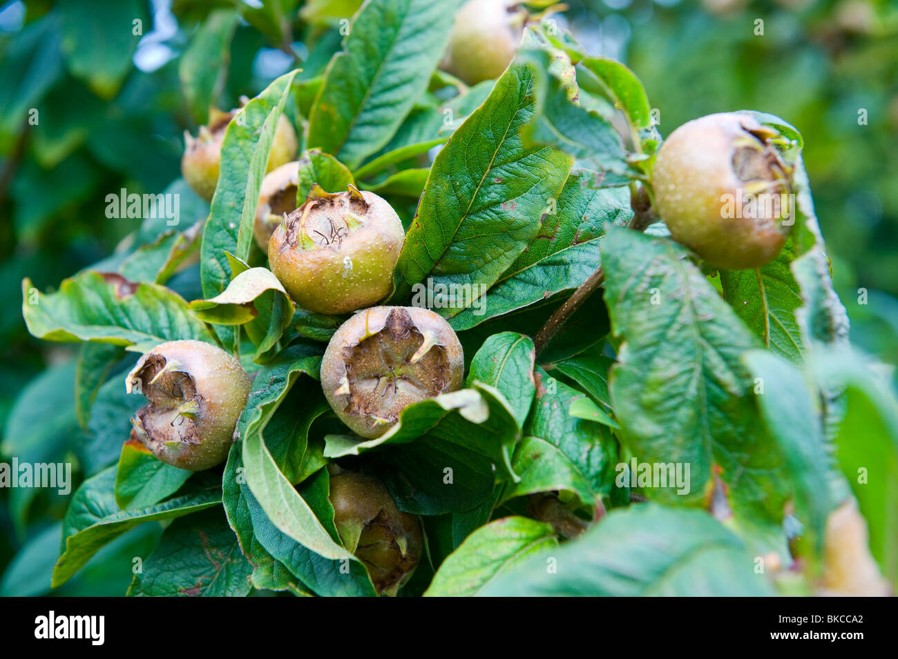 Common medlar fruits mespilus germanica Banque de photographies et d ...