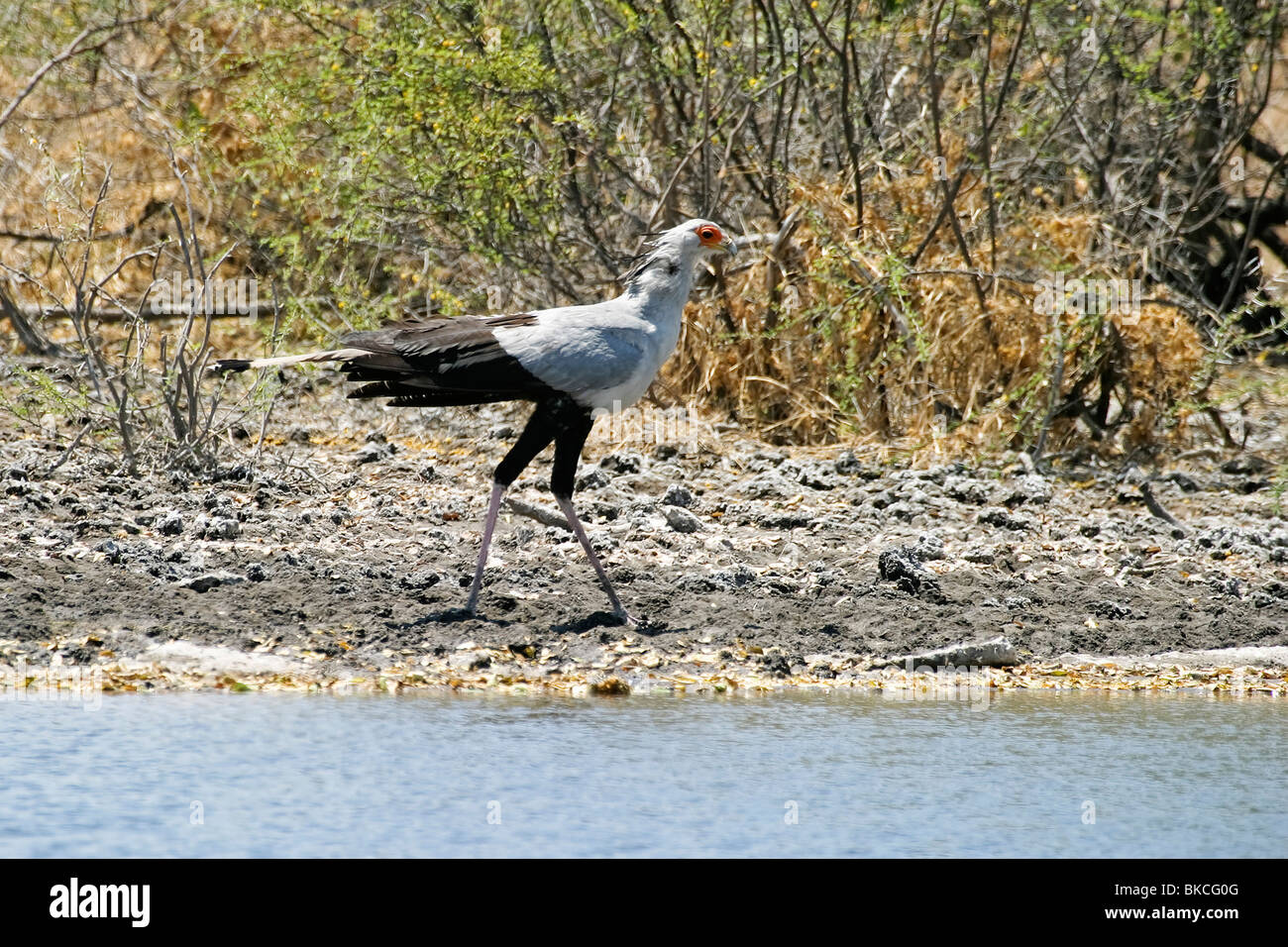 Secrétaire oiseau marche Banque de photographies et d’images à haute ...