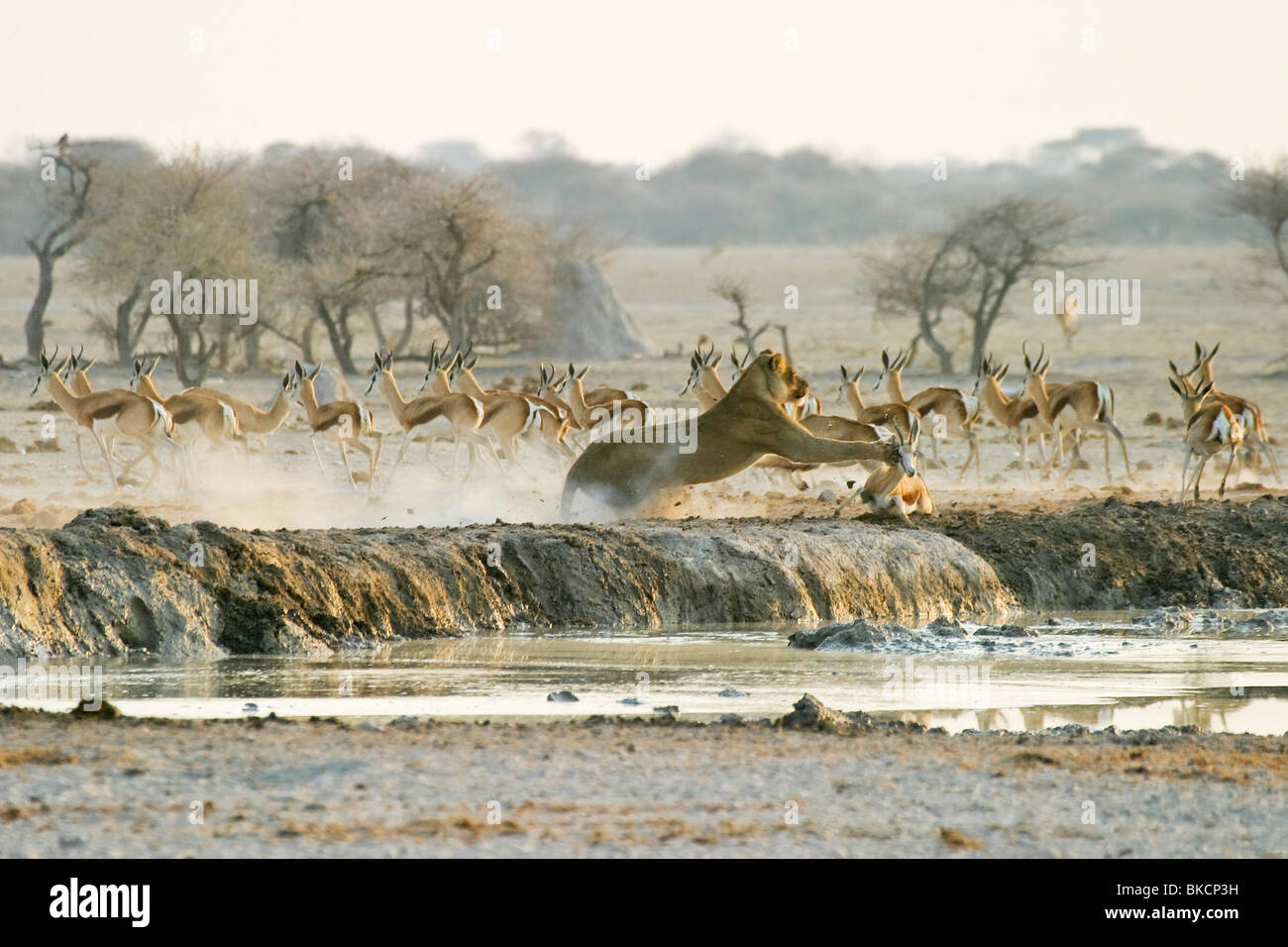 Gazelle de chasse aux lions Banque de photographies et d’images à haute ...