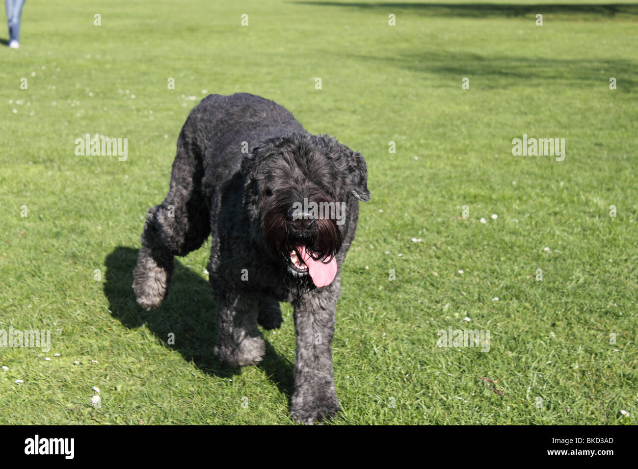 Bouvier des flandres Banque de photographies et d’images à haute ...