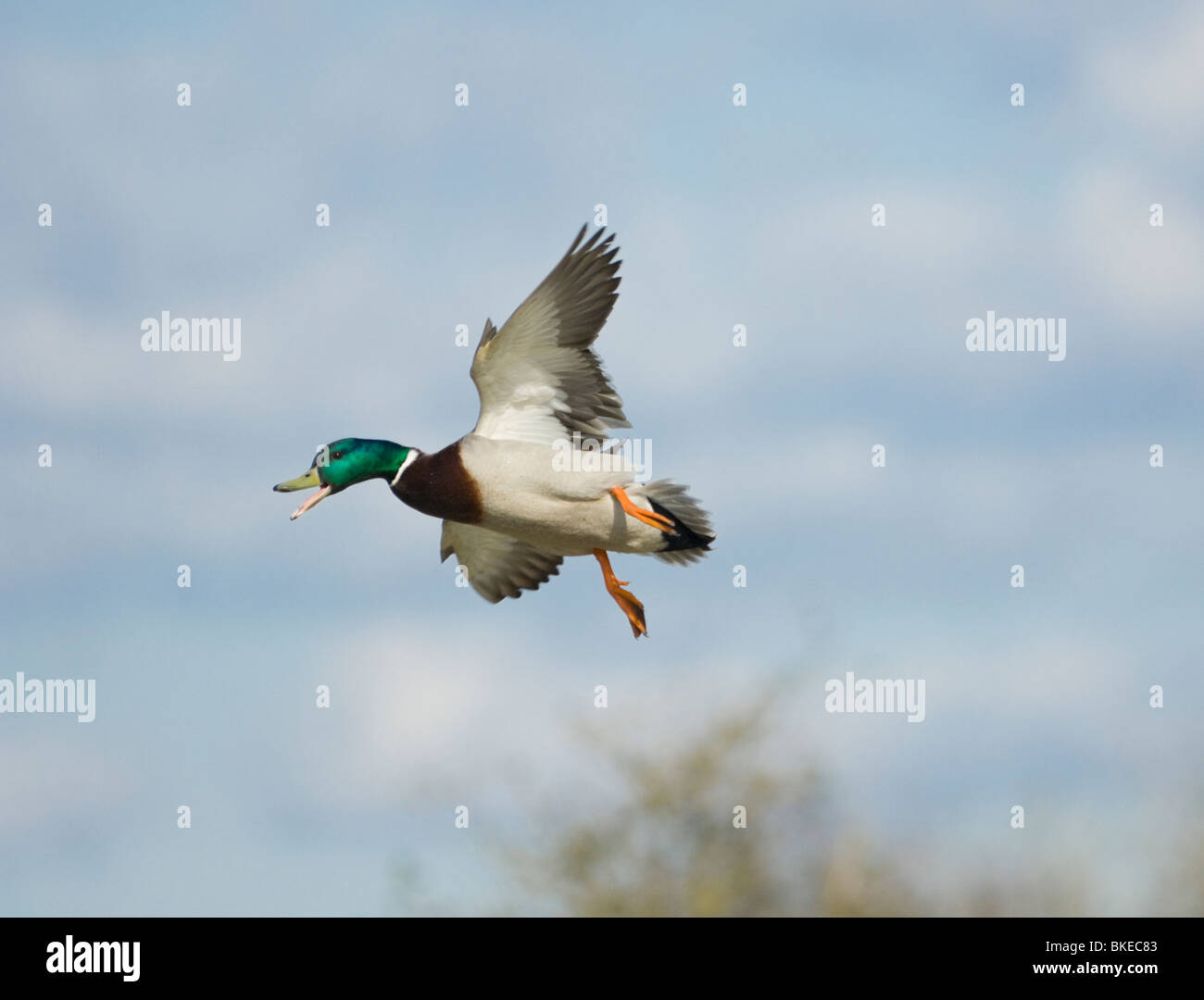 Colverts en vol Banque de photographies et d’images à haute résolution ...