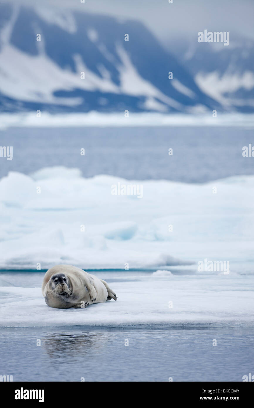 Nordaustlandet Svalbard, Norvège, le phoque barbu, reposant sur la ...
