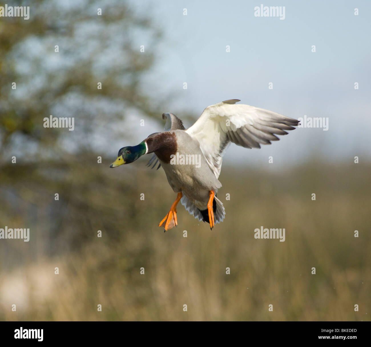 Canards colvert en vol Banque de photographies et d’images à haute ...