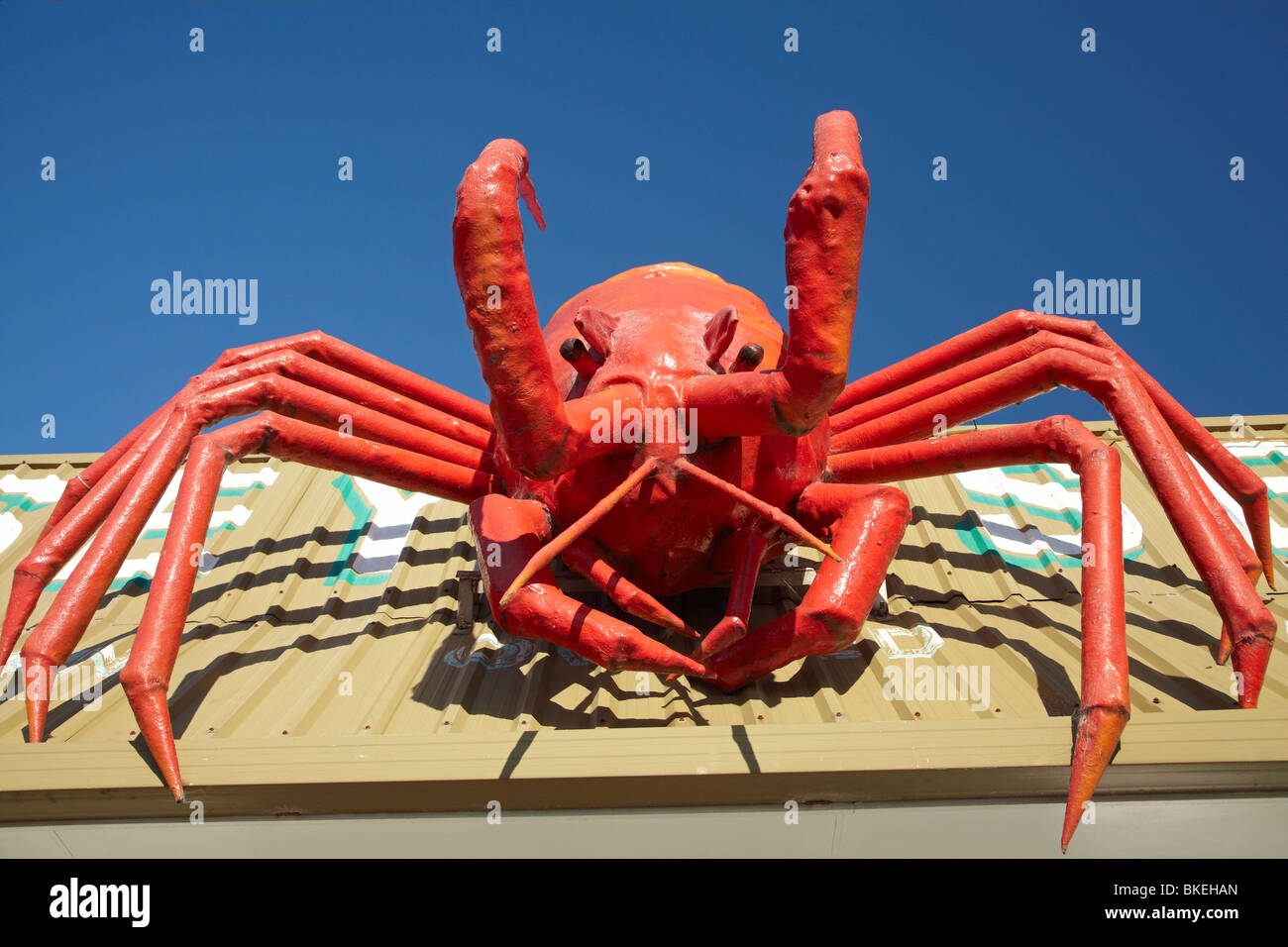 Homard géant, Stanley, au nord-ouest de la Tasmanie, Australie Photo ...