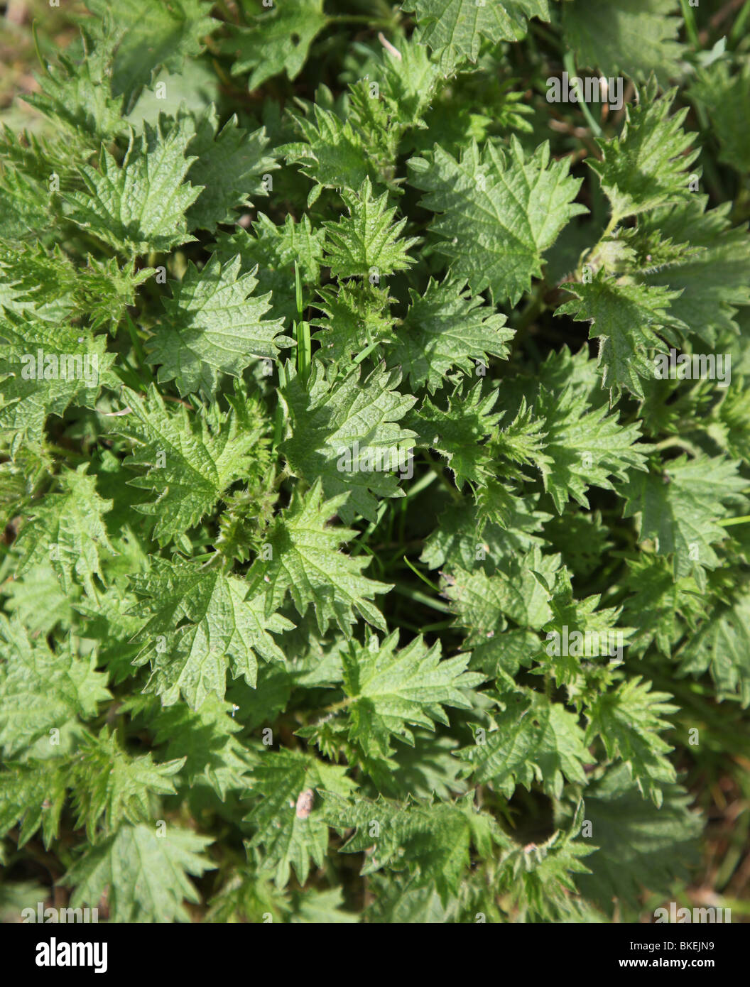 Ortie urtica dioica Banque de photographies et d’images à haute ...
