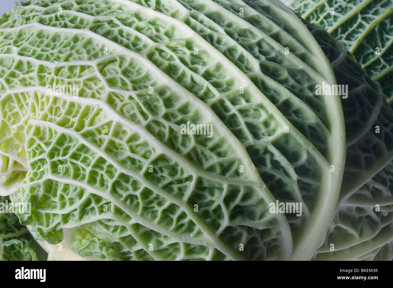 Feuille de chou Banque de photographies et d’images à haute résolution ...