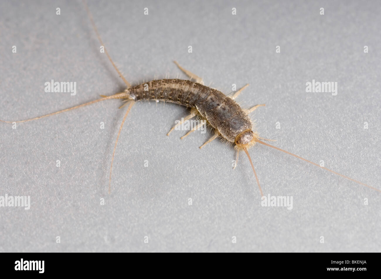 Insecte domestique Banque d'image et photos - Alamy