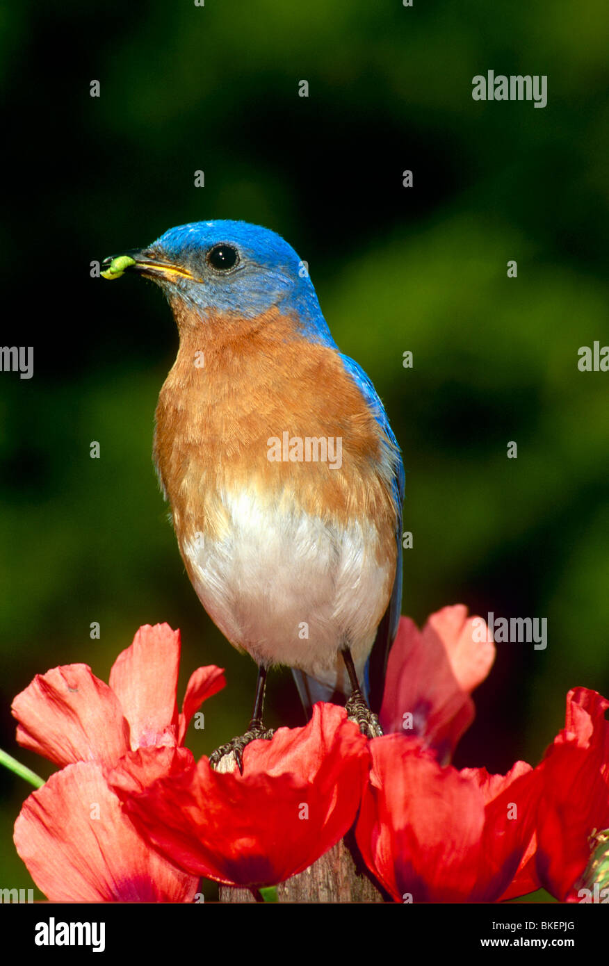 Merlebleu de l'est en fleurs Banque de photographies et d’images à ...