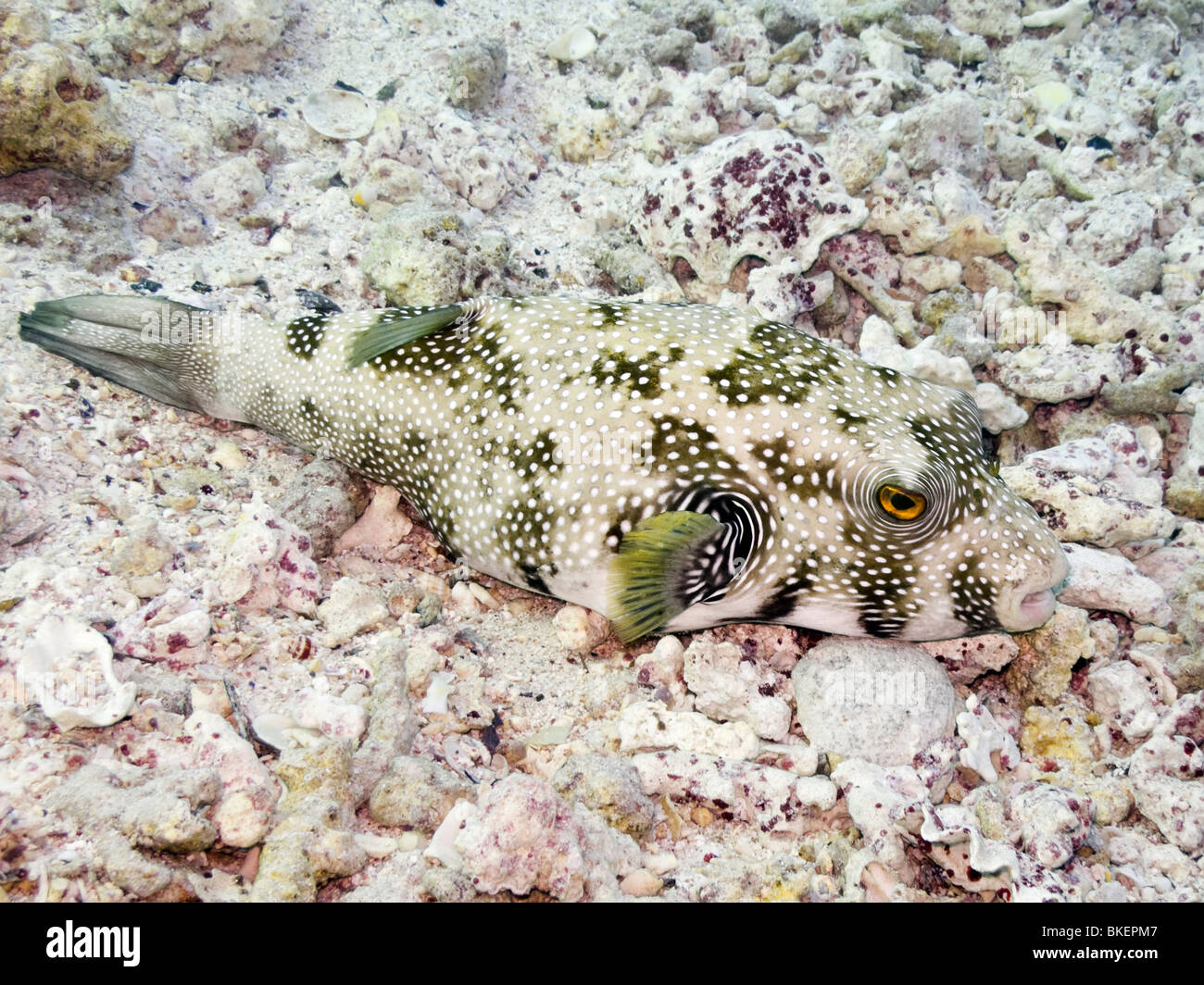 Spotted puffer fish Banque de photographies et d’images à haute ...