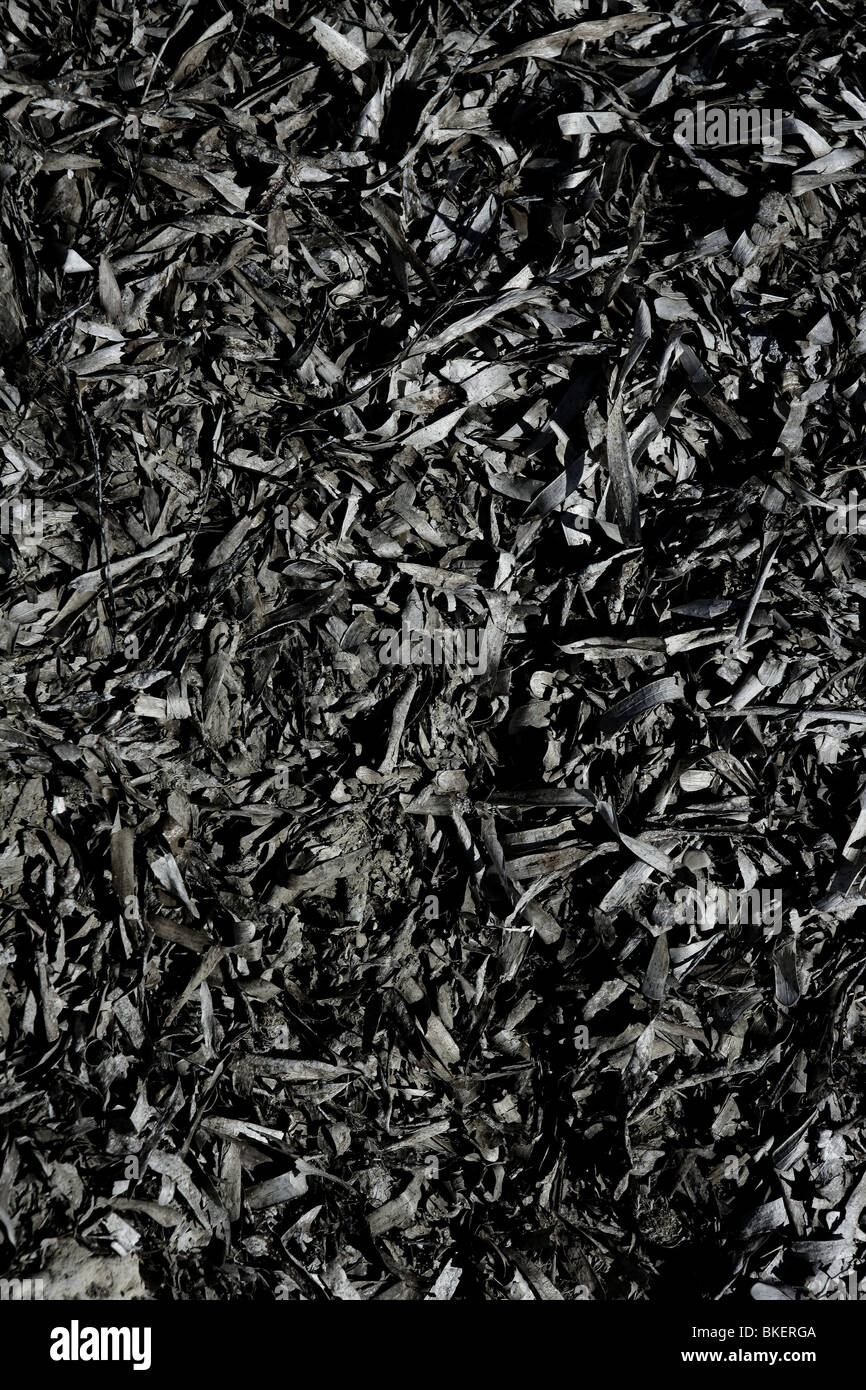 Algues méditerranéennes sèches, la texture de fond d'algues Photo Stock ...