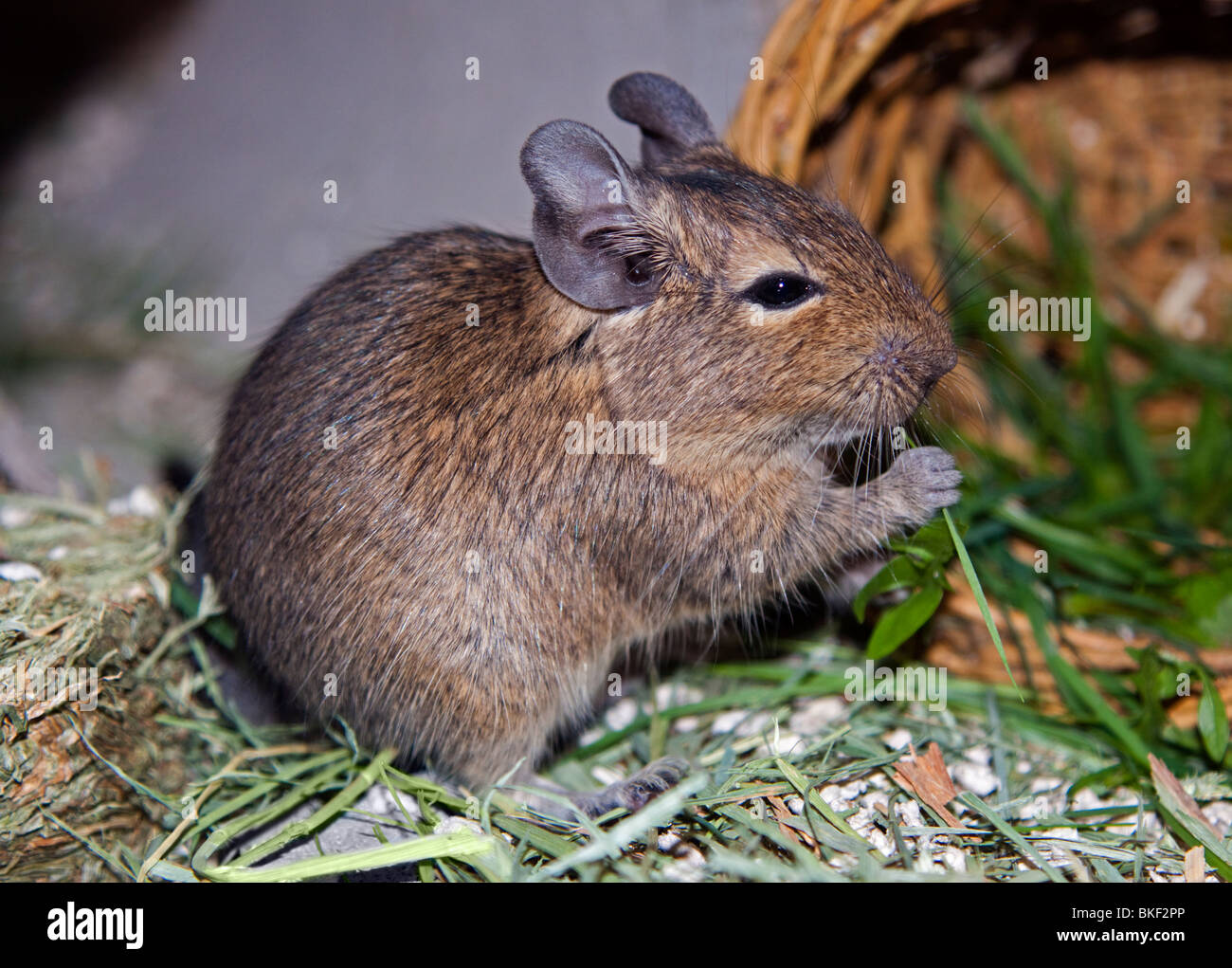 Octogon degus Banque de photographies et d’images à haute résolution ...