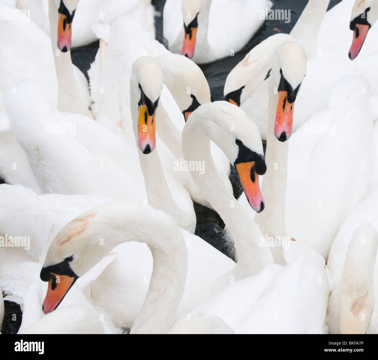 Cygnes cygnes Banque de photographies et d’images à haute résolution - Alamy