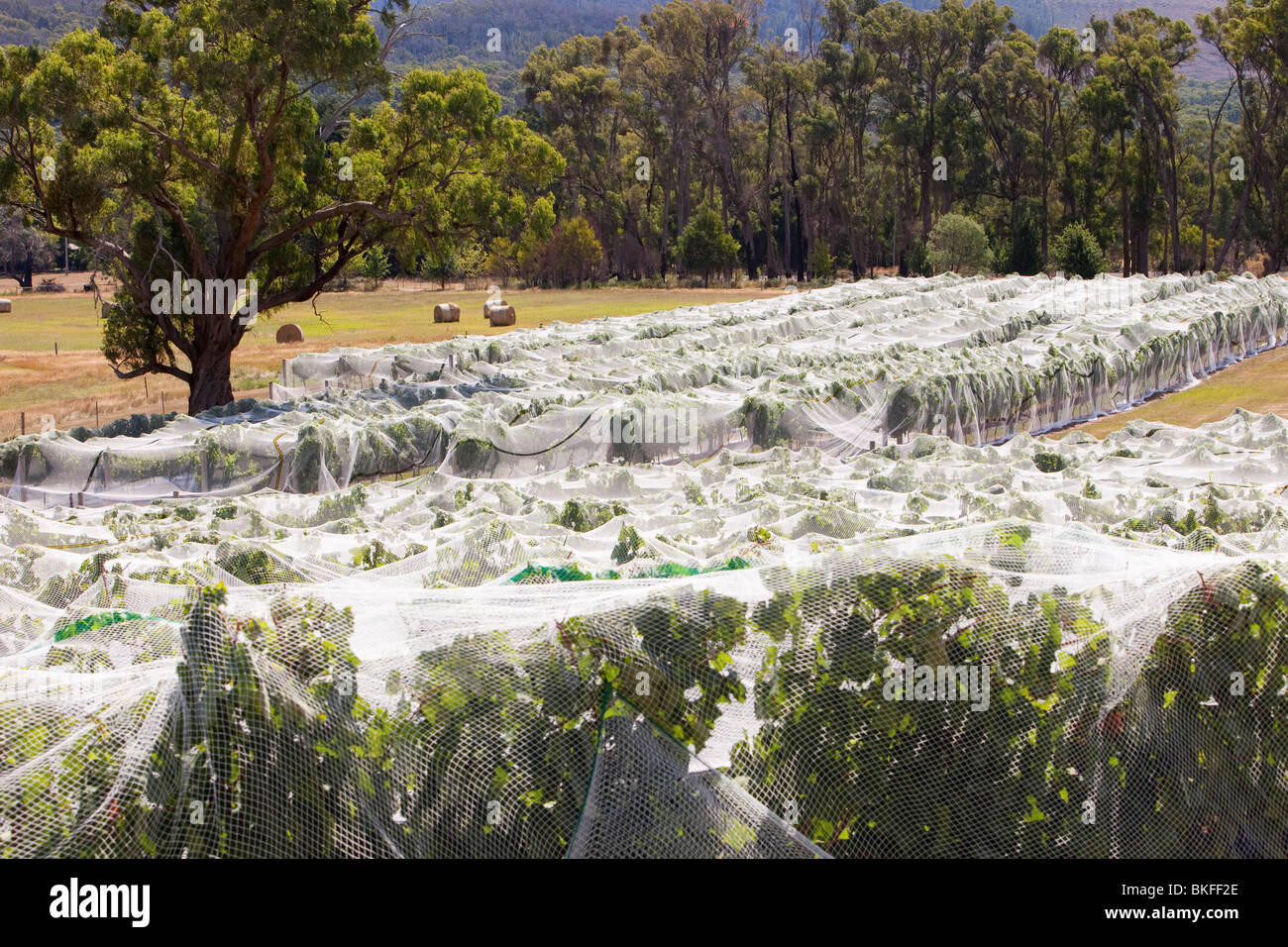 Une vigne à Buxton Ridge, Victoria, Australie avec les vignes protégées ...