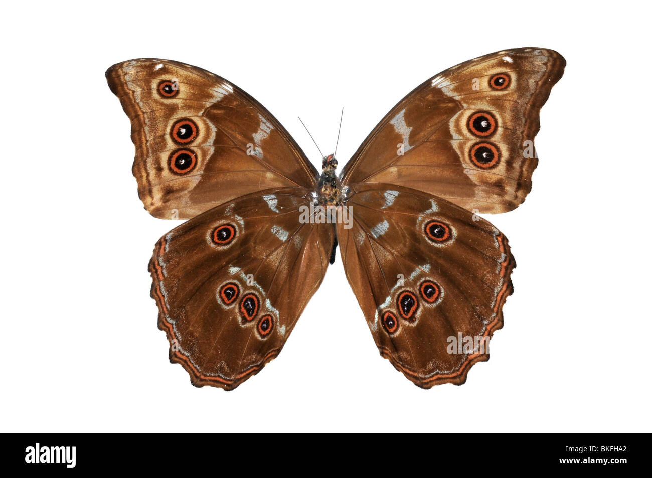 Morpho morpho menelaus Banque de photographies et d’images à haute ...