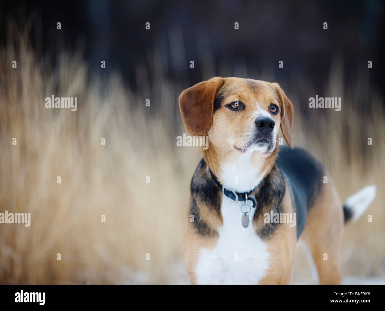 Chiens Beagle Banque d'image et photos - Alamy
