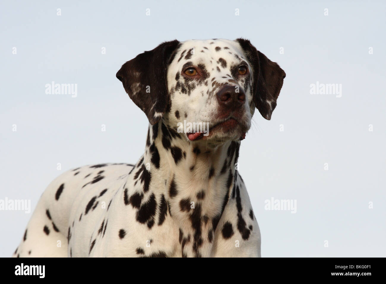 Dalmatian dalmatiner dog Banque d'image et photos - Alamy