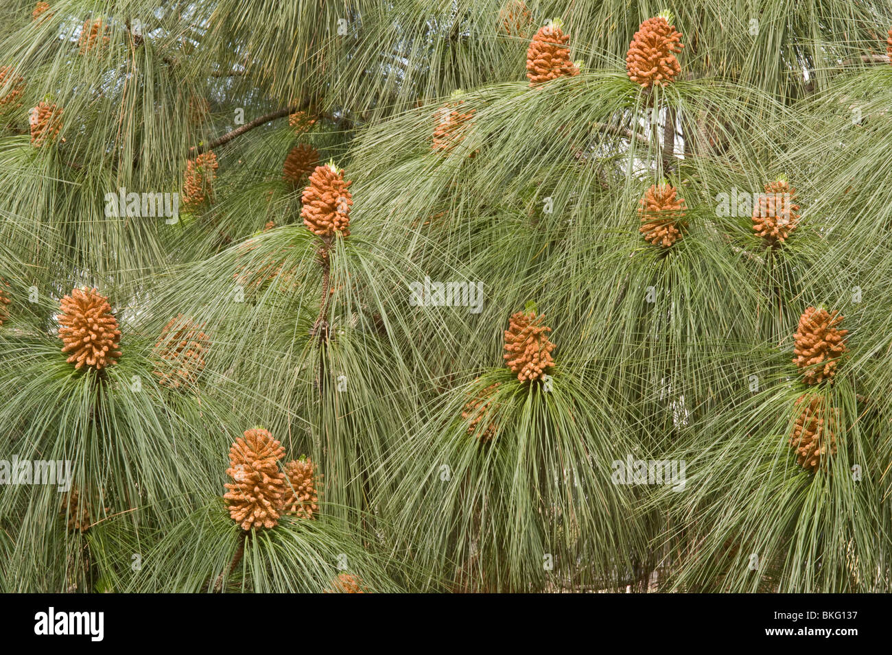Île des Canaries pin (Pinus canariensis) fleurs mâles jardin ...