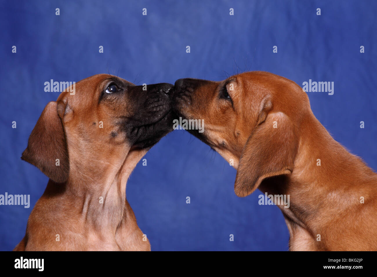 Le Rhodesian Ridgeback Rhodesian Ridgeback Chiots Welpen Photo Stock ...