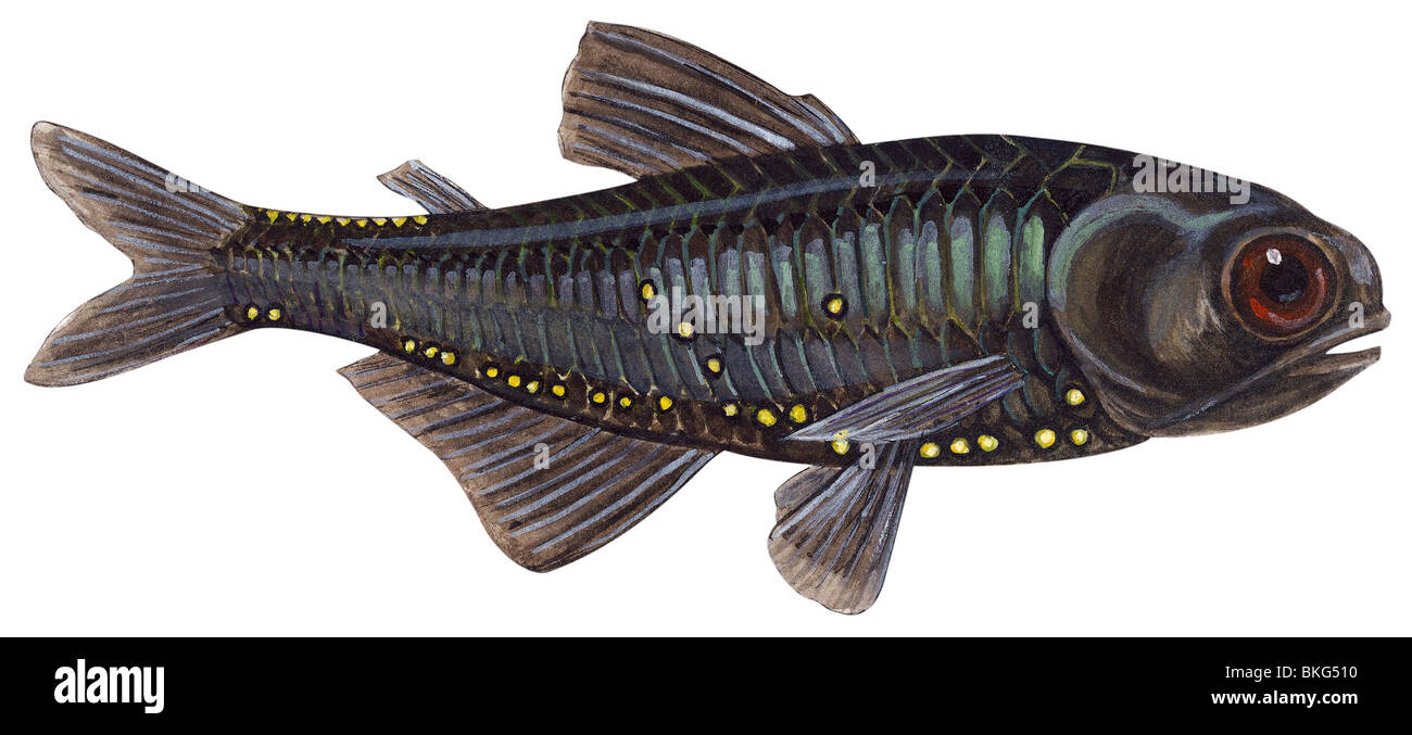 Myctophidae lanterne Banque de photographies et d’images à haute ...