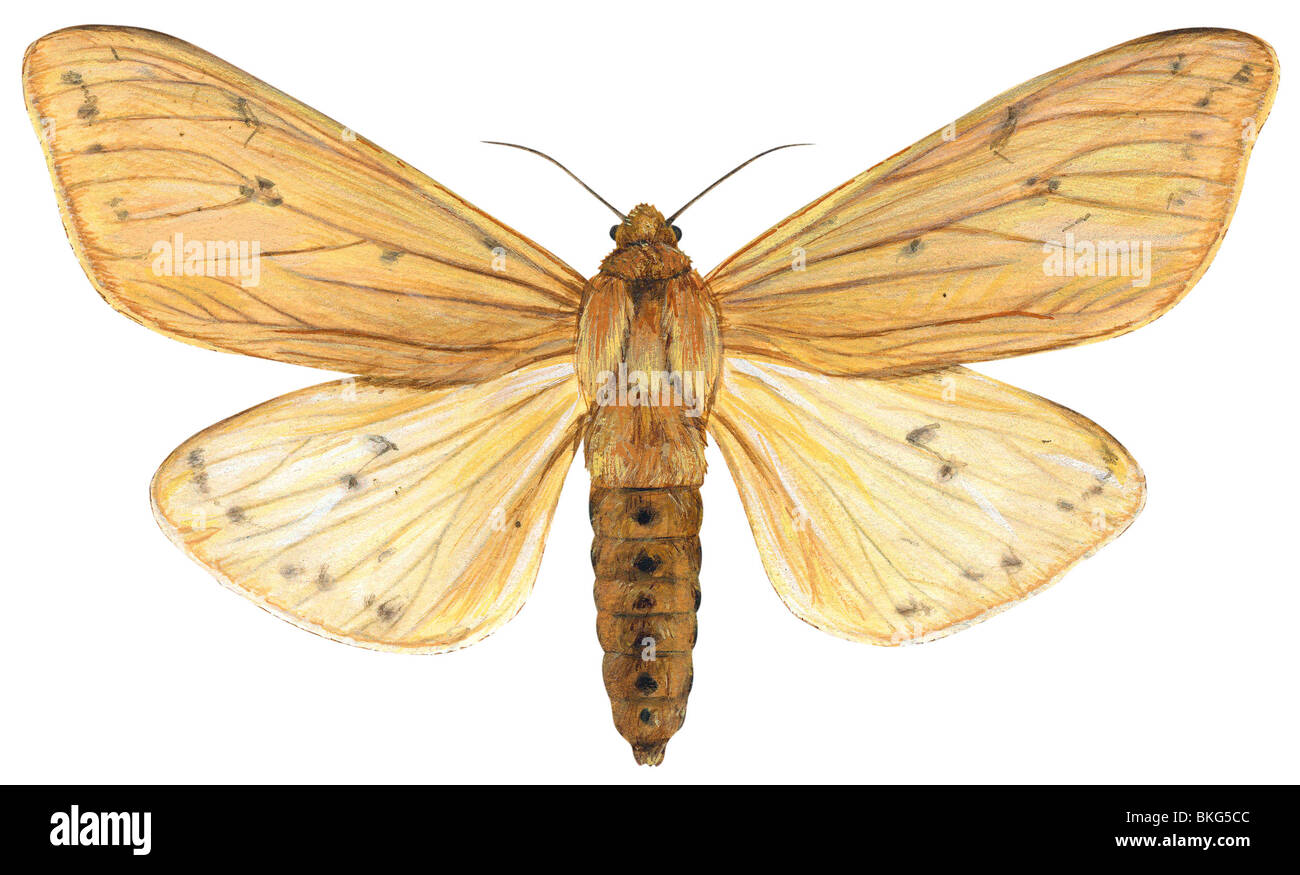 Isabella tiger moth Banque de photographies et d’images à haute ...