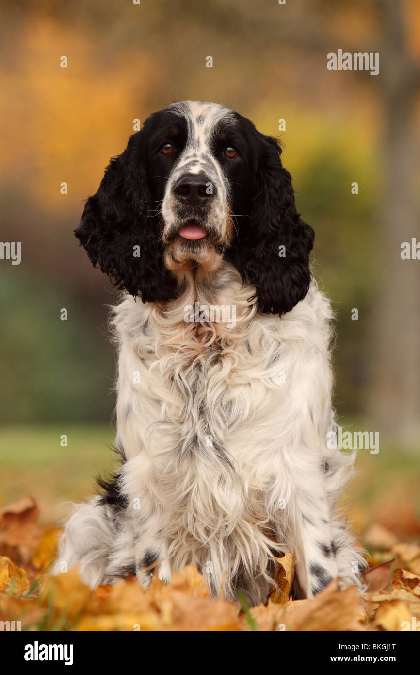 épagneul springer anglais Banque de photographies et d’images à haute ...