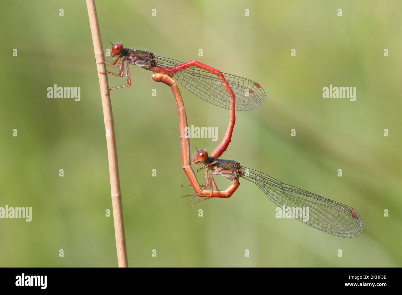 Accouplement de demoiselle rouge Banque de photographies et d’images à ...