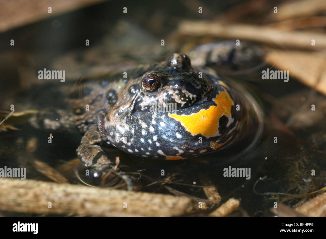 European fire bellied toad Banque de photographies et d’images à haute ...