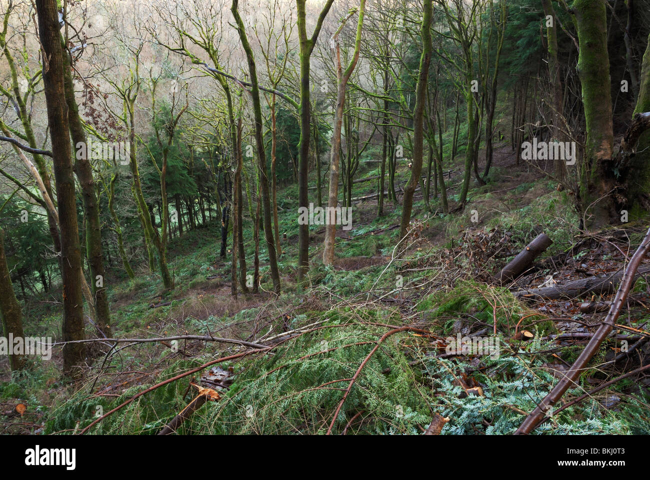Quercus heterophylla Banque de photographies et d’images à haute ...
