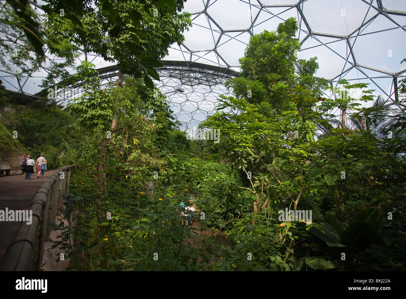 Tropical Rainforest Biome