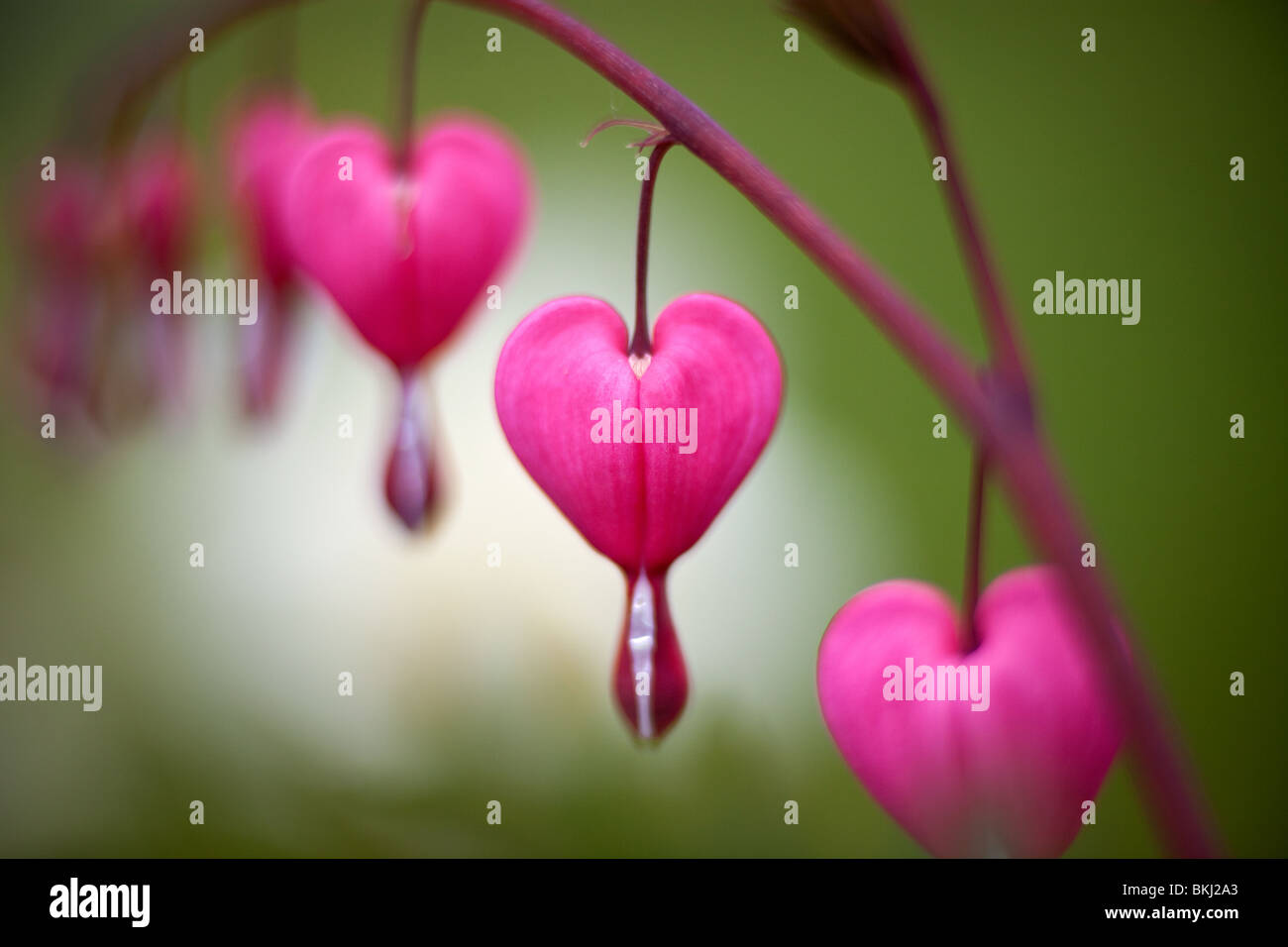 Plante coeur saignant rouge Banque de photographies et d’images à haute ...