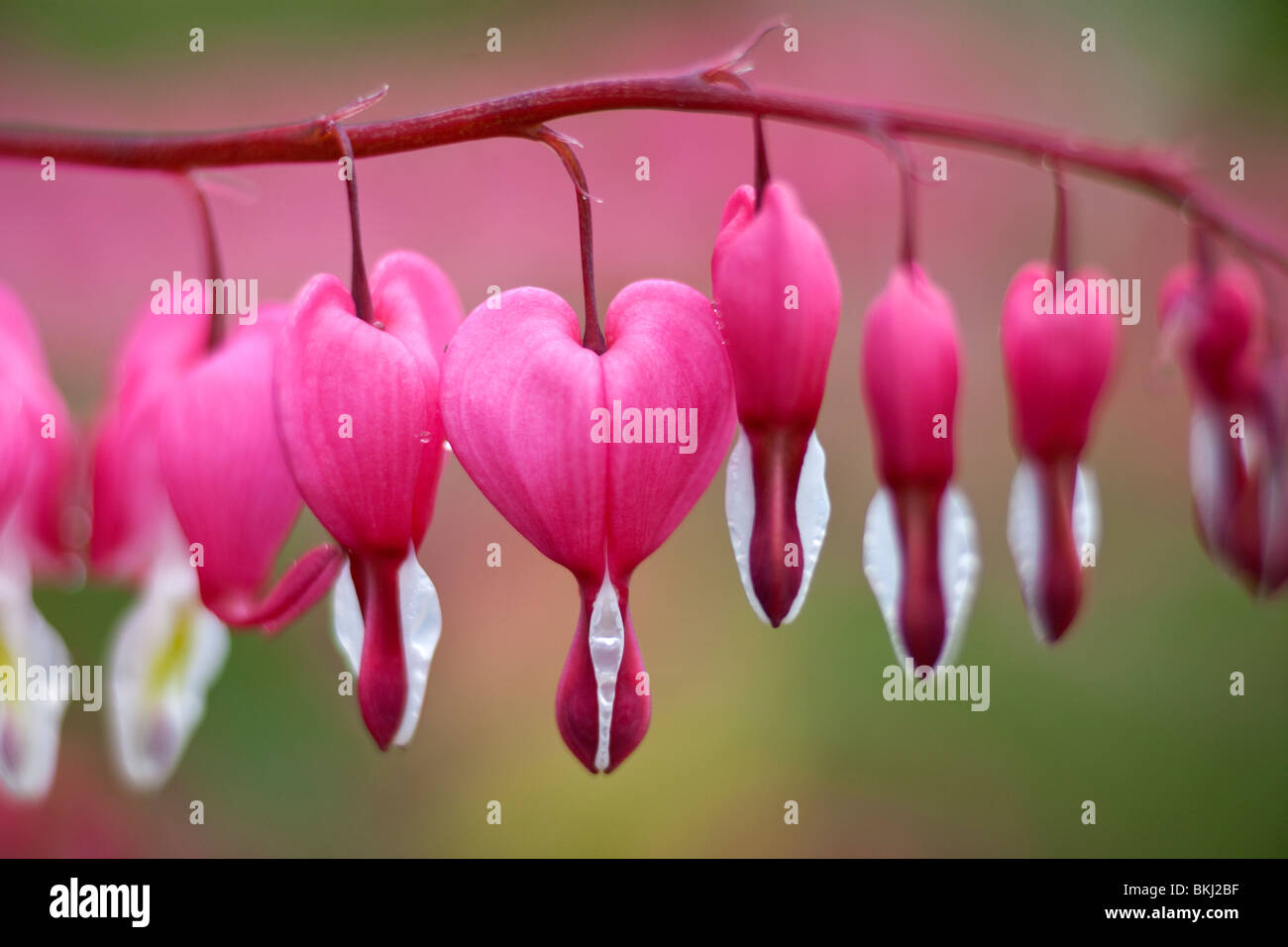 Plante coeur saignant rouge Banque de photographies et d’images à haute ...