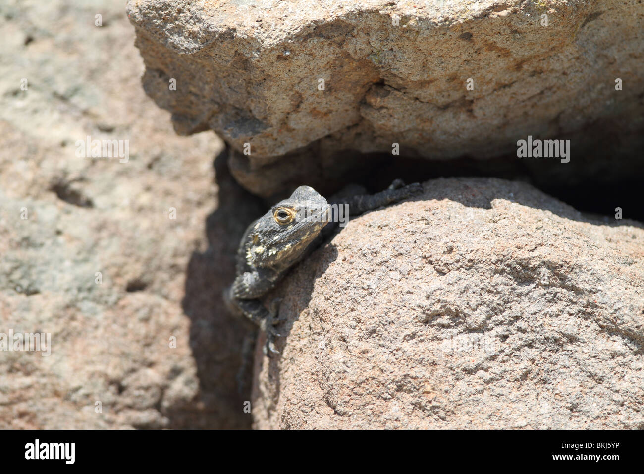 Stellion star lizard Banque de photographies et d’images à haute ...