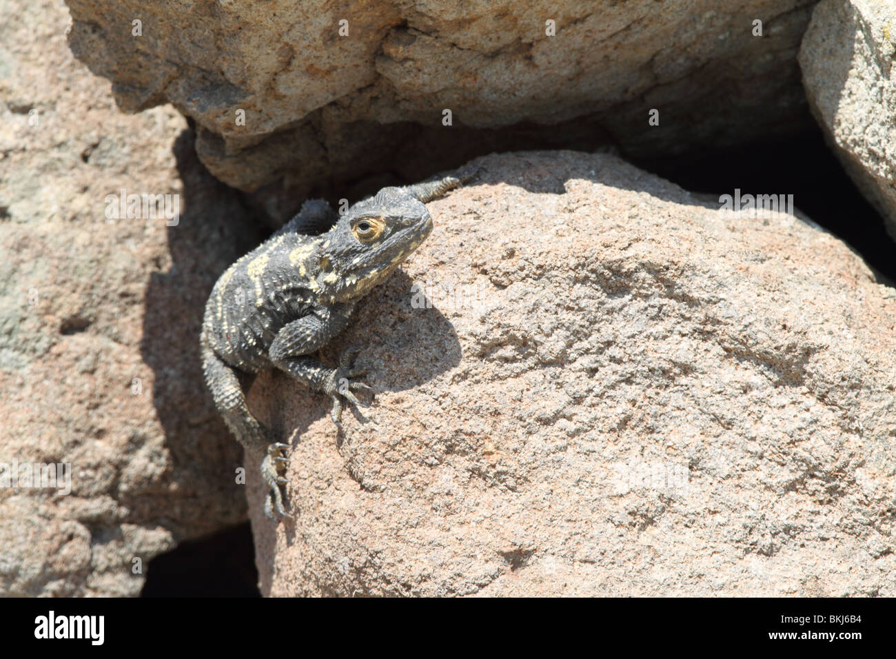 Stellion star lizard Banque de photographies et d’images à haute ...