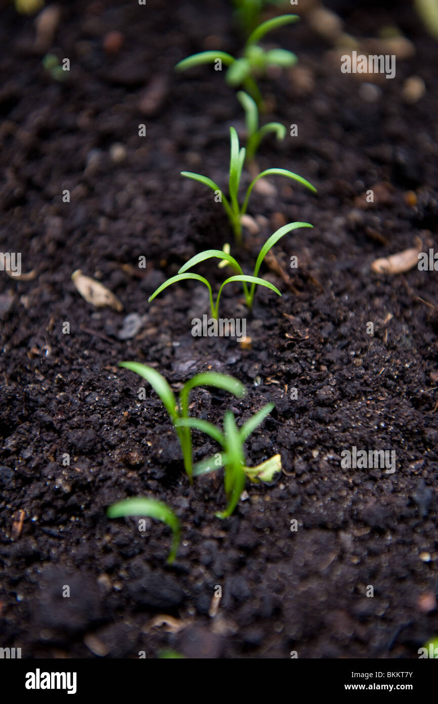 Semis de carotte Banque de photographies et d’images à haute résolution ...
