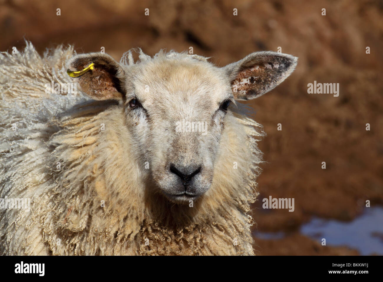 Ruminant mammal Banque de photographies et d’images à haute résolution ...
